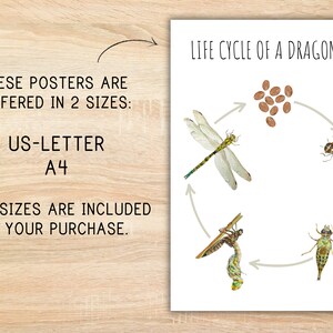 Life Cycle of a Dragonfly Homeschool Printable Montessori Resource Life ...