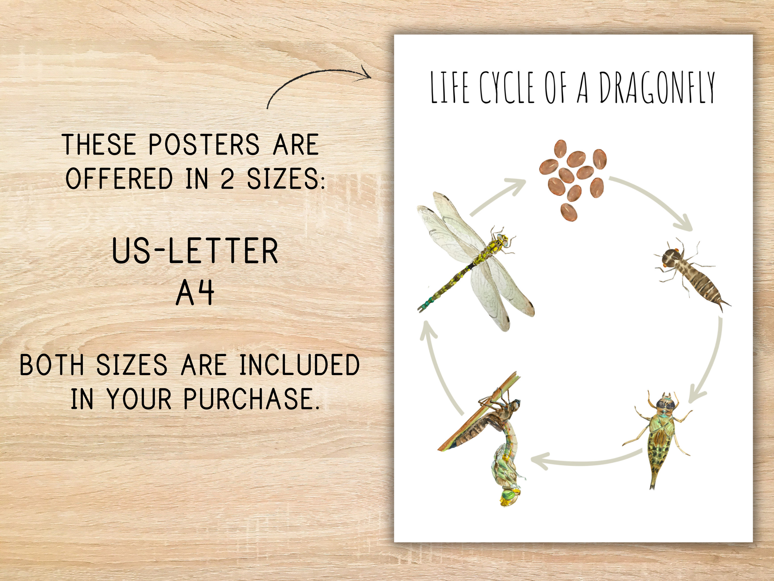 Life Cycle of a Dragonfly Homeschool Printable Montessori Resource Life ...