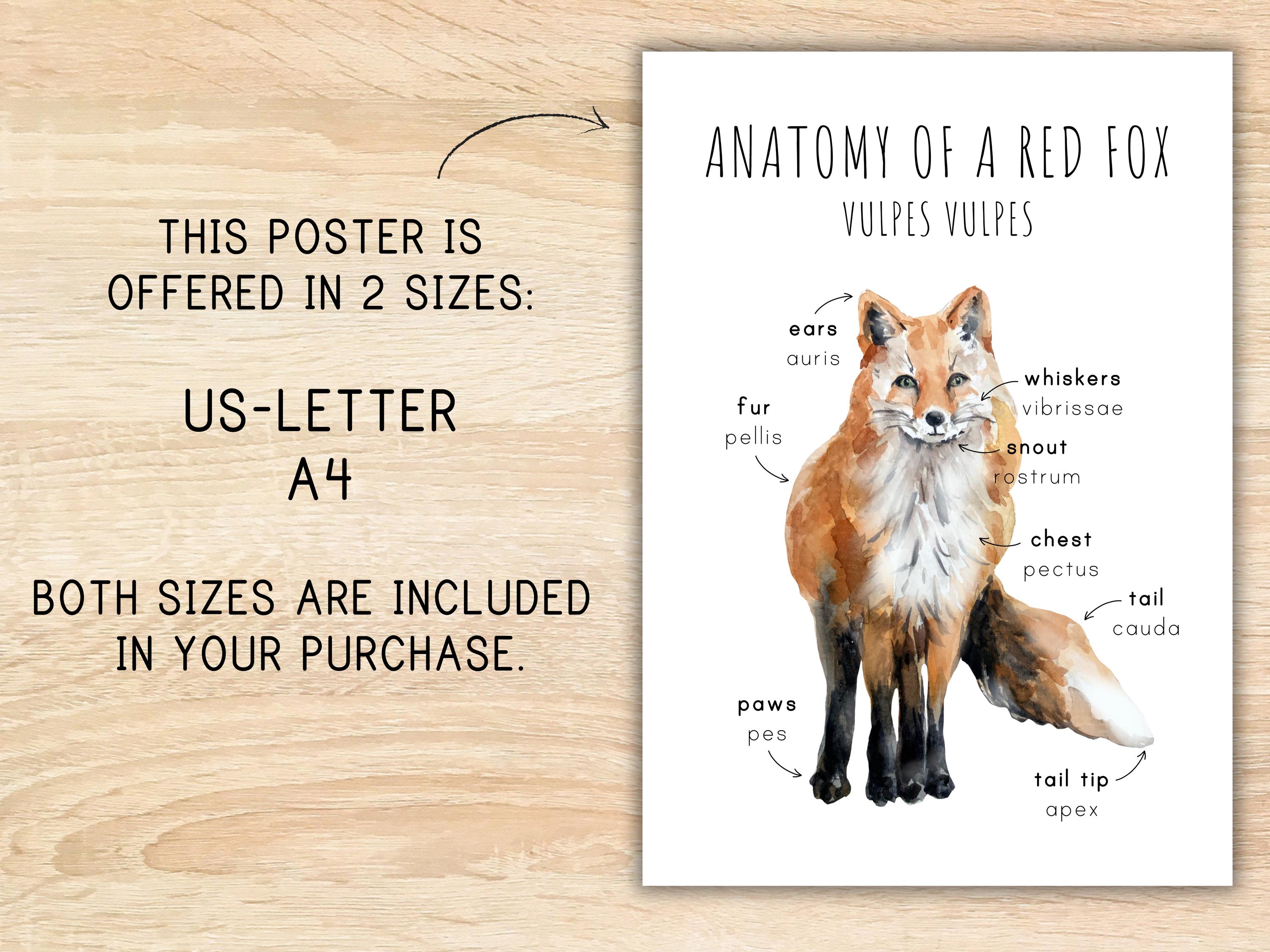 Anatomy of a Fox Homeschool Printable Montessori Fox Resource Anatomy ...