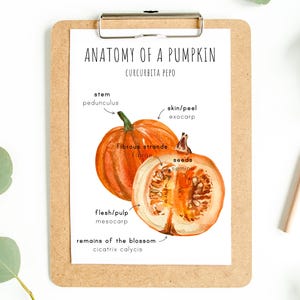 Anatomy of a Pumpkin Homeschool Printable Montessori Resource Anatomy ...
