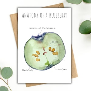 Anatomy of a Blueberry Homeschool Printable Montessori Resource Anatomy ...