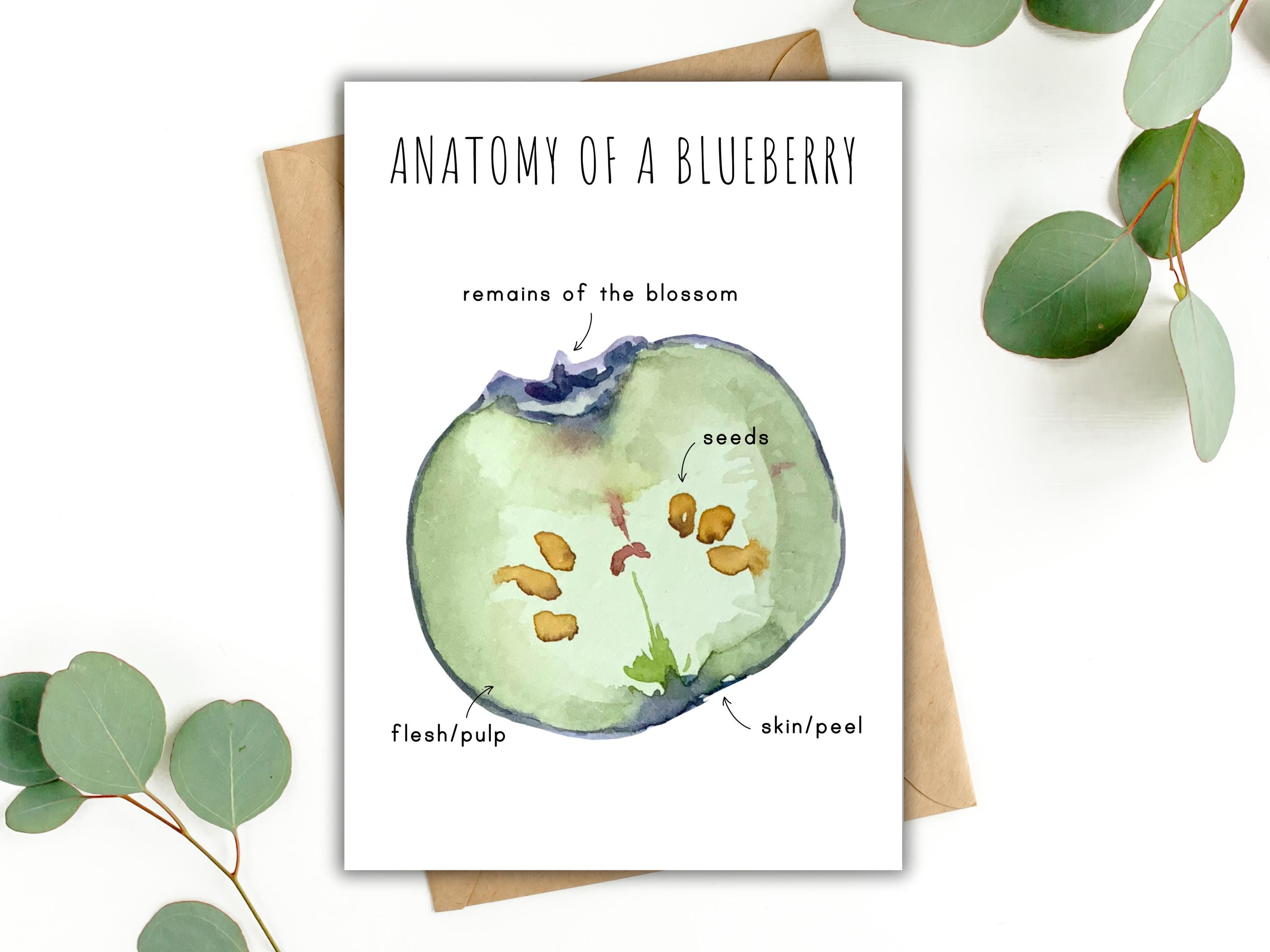 Anatomy of a Blueberry Homeschool Printable Montessori Resource Anatomy ...