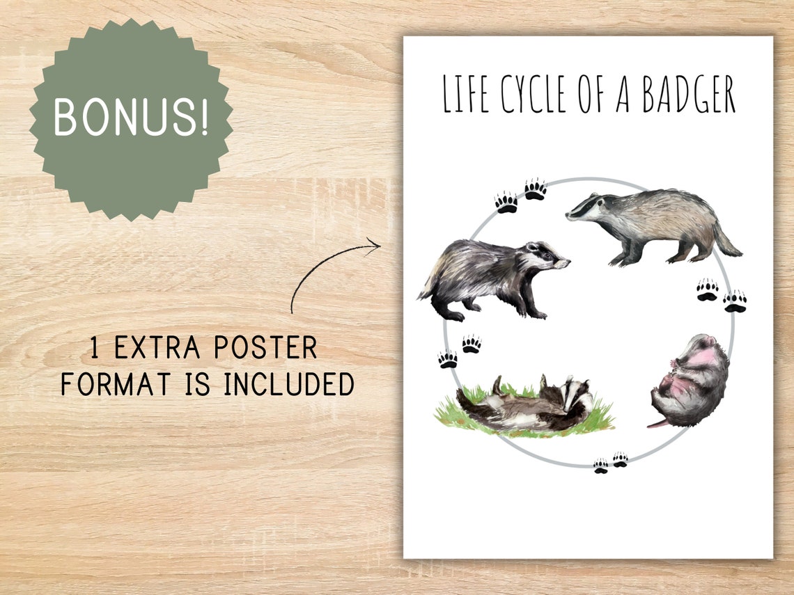 Life Cycle of a Badger Homeschool Printable Montessori Resource Life ...