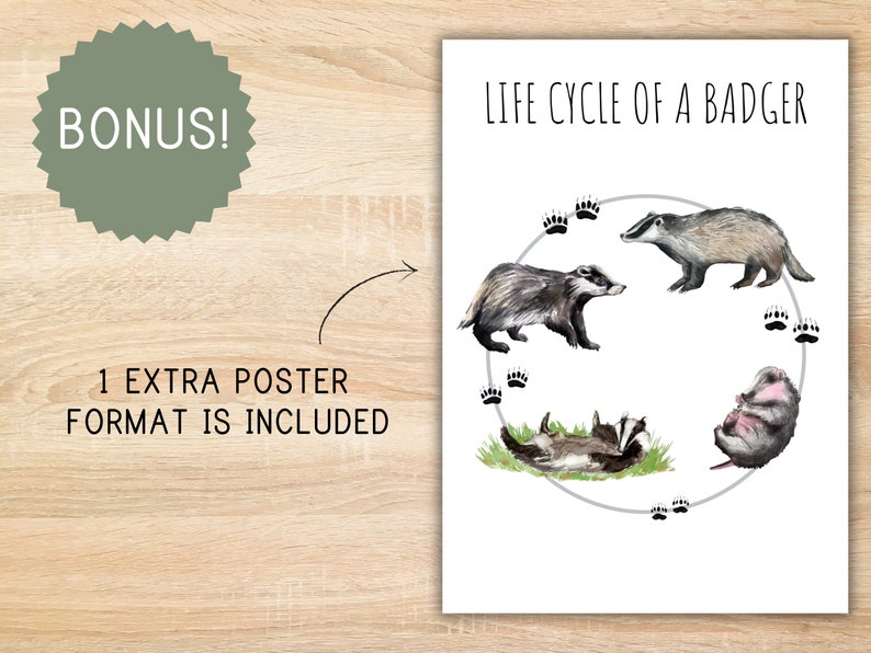 Life Cycle of a Badger Homeschool Printable Montessori Resource Life ...
