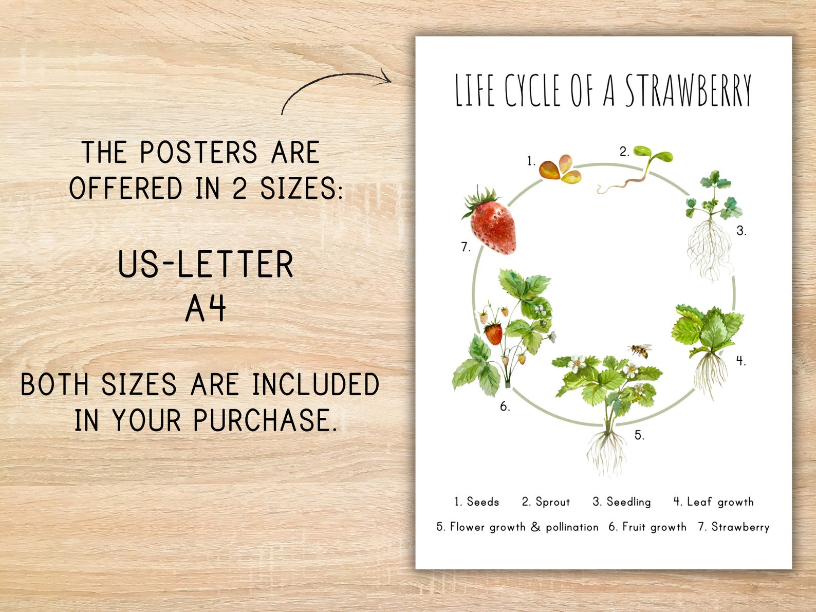 Life Cycle of a Strawberry Homeschool Printable Montessori Resource ...