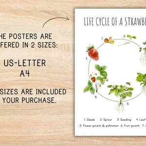 Life Cycle of a Strawberry Homeschool Printable Montessori Resource ...