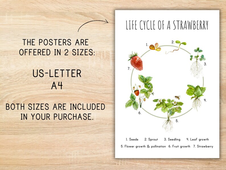 Life Cycle of a Strawberry Homeschool Printable Montessori Resource ...