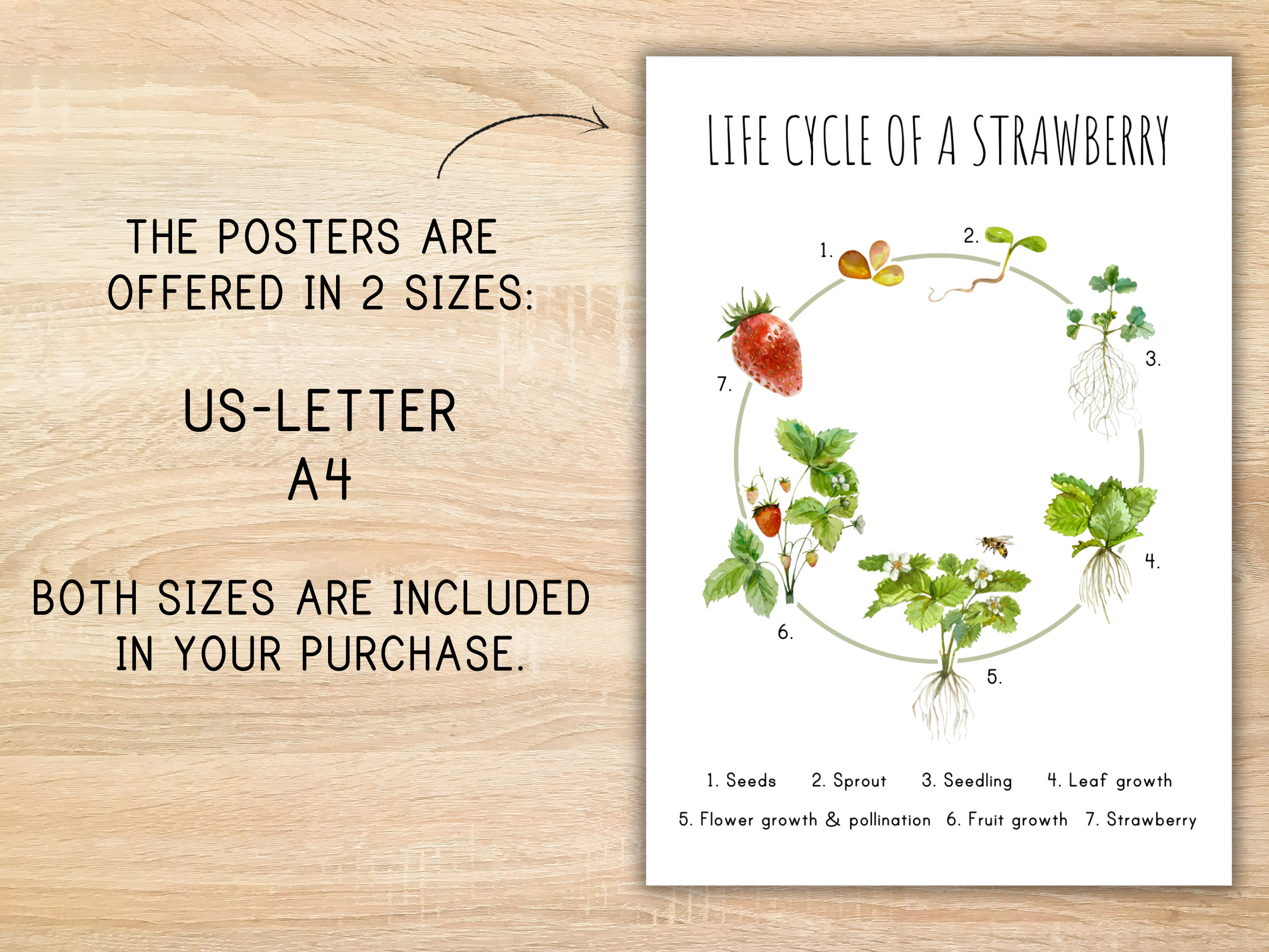 Life Cycle of a Strawberry Homeschool Printable Montessori Resource ...