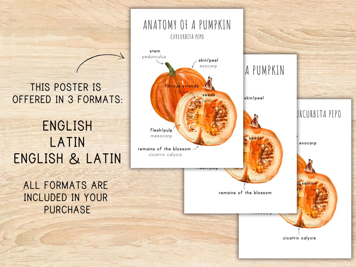 Anatomy of a Pumpkin Homeschool Printable Montessori Resource Anatomy ...