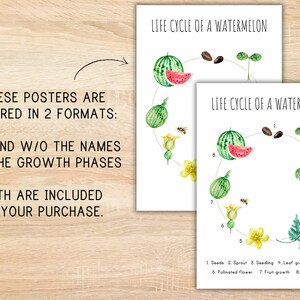 Life Cycle of a Watermelon Homeschool Printable Montessori Resource ...