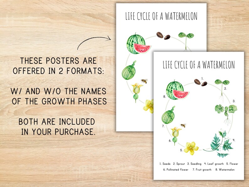 Life Cycle of a Watermelon Homeschool Printable Montessori Resource ...