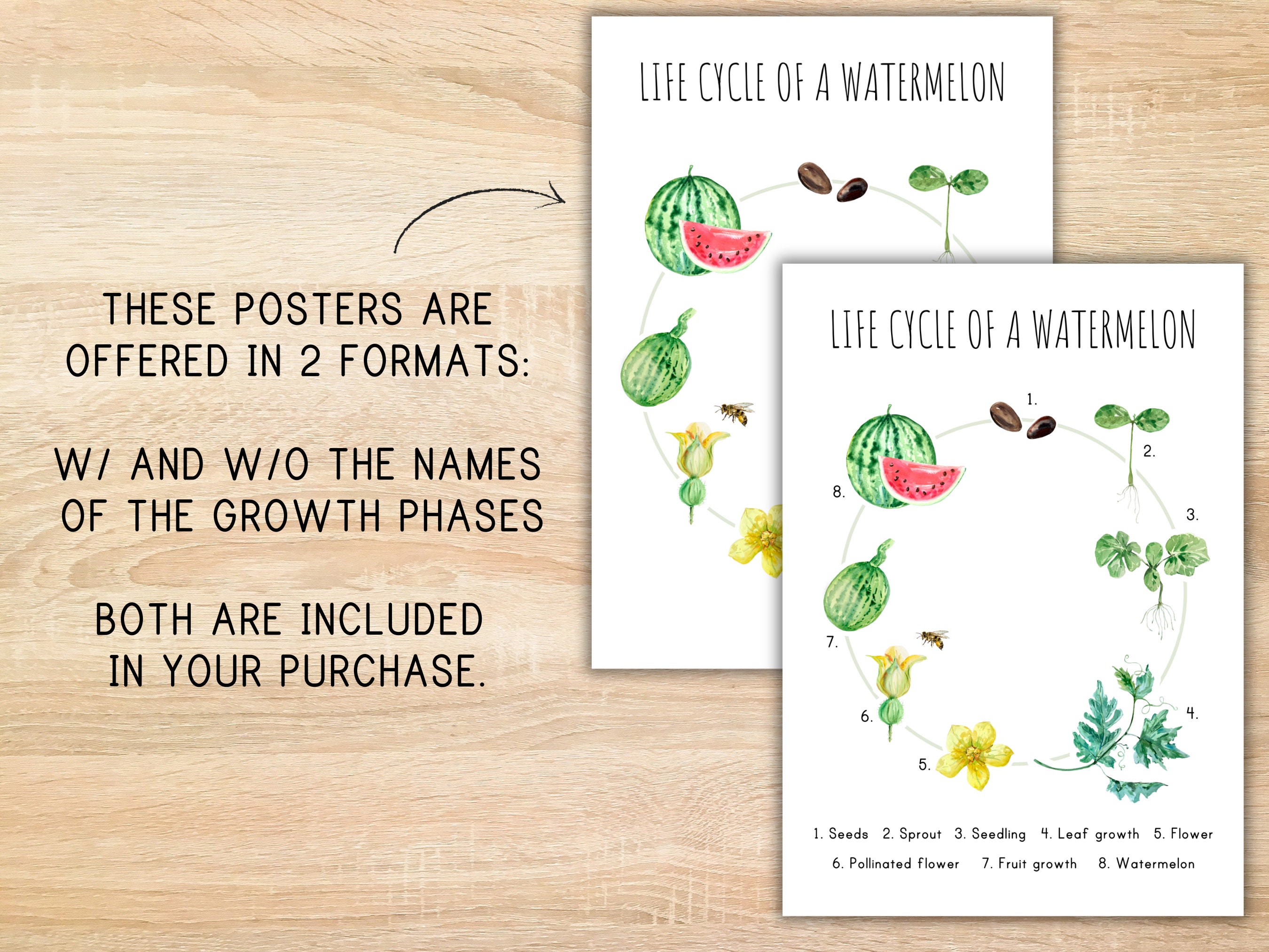 Life Cycle of a Watermelon Homeschool Printable Montessori Resource ...