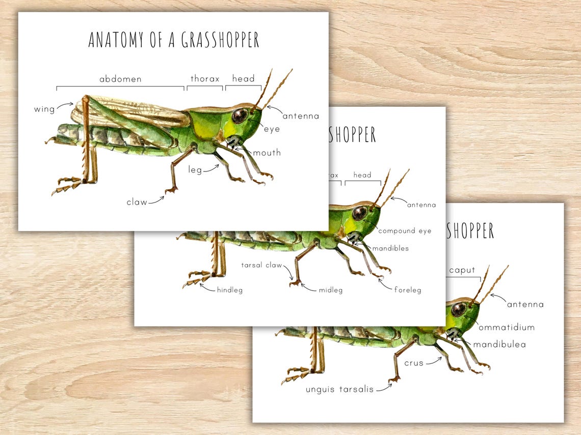 Anatomy of a Grasshopper Homeschool Printable Montessori Resource ...