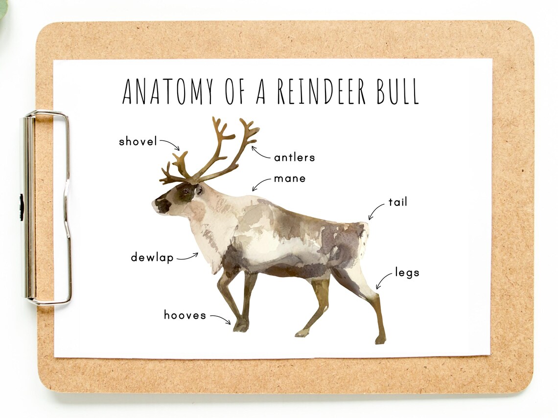 Anatomy of a Reindeer Homeschool Printable Montessori Resource Anatomy ...