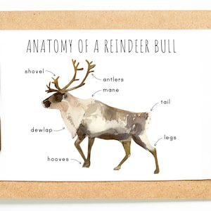 Anatomy of a Reindeer Homeschool Printable Montessori Resource Anatomy ...