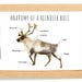 Anatomy of a Reindeer Homeschool Printable Montessori Resource Anatomy ...