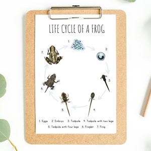 Frog Life Cycle of a Frog Homeschool Printable Montessori Resource Life ...