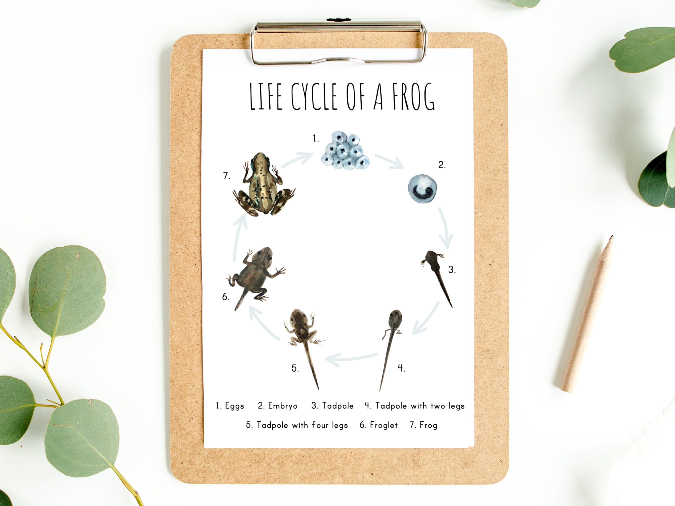 Frog Life Cycle of a Frog Homeschool Printable Montessori Resource Life ...