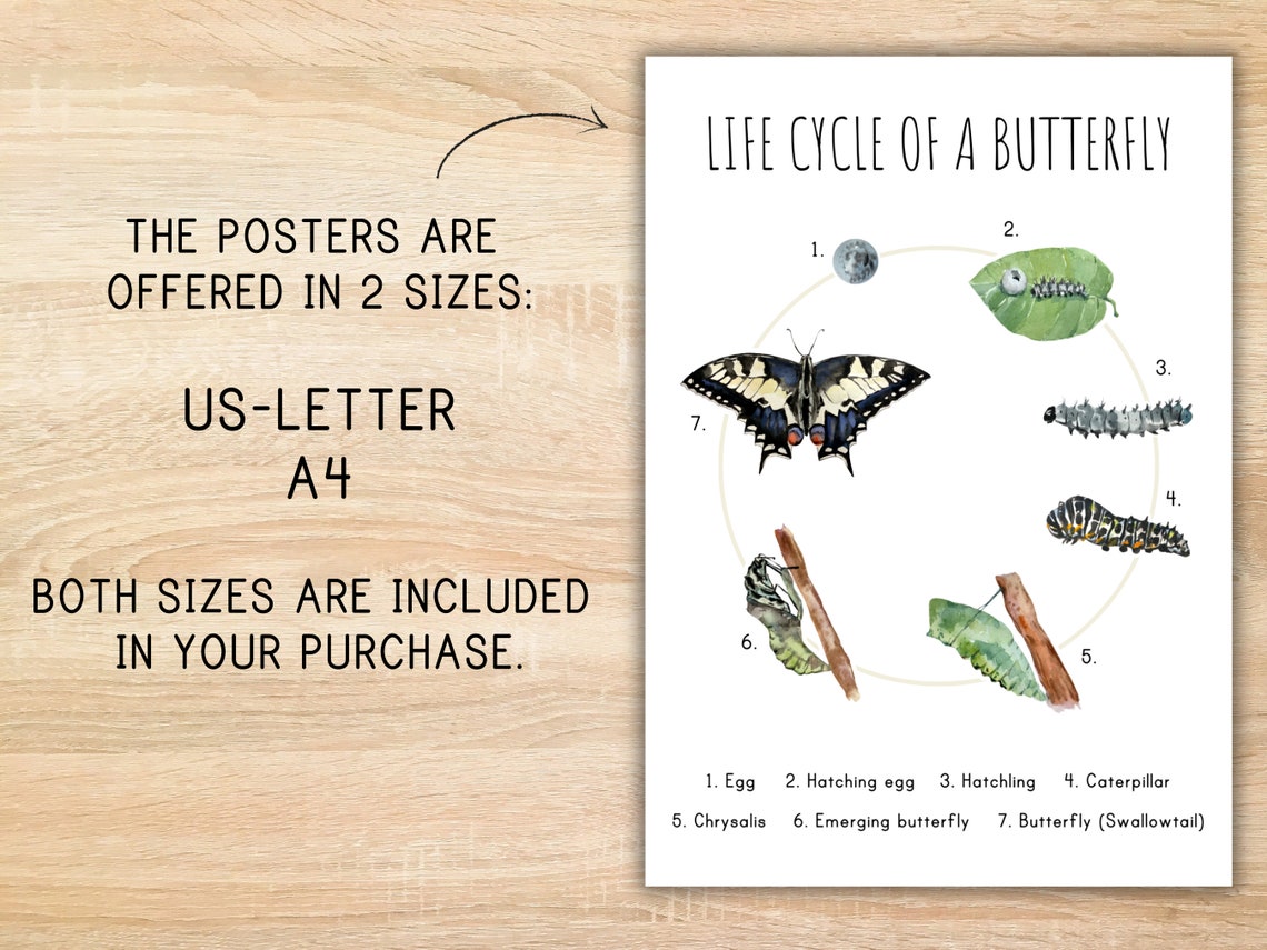 Life Cycle of a Butterfly Homeschool Printable Montessori Resource Life ...