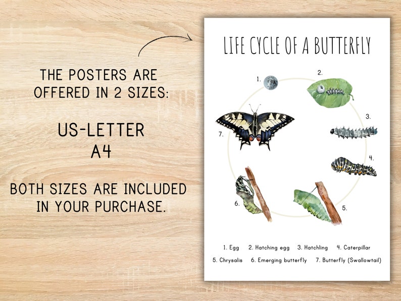 Life Cycle of a Butterfly Homeschool Printable Montessori Resource Life ...