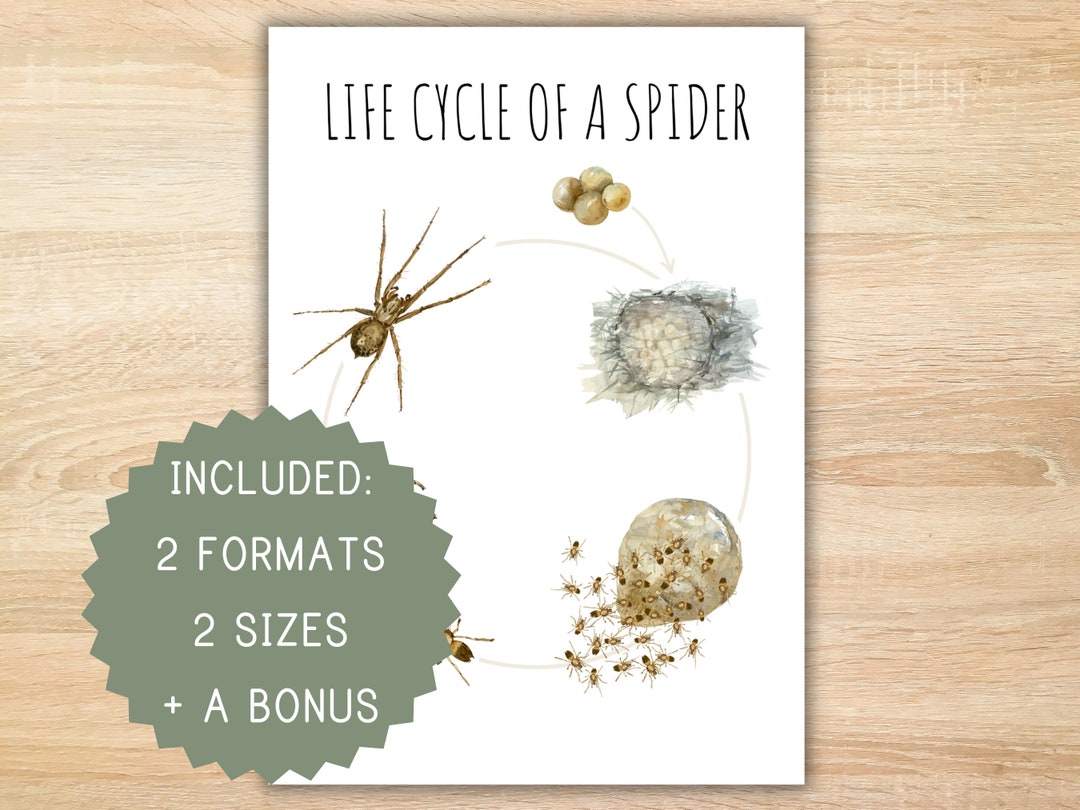 Life Cycle of a Spider Homeschool Printable Montessori Resource Life ...