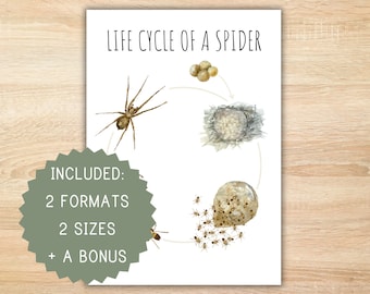 Anatomy of a Cosmos Flower Homeschool Printable Montessori Resource ...