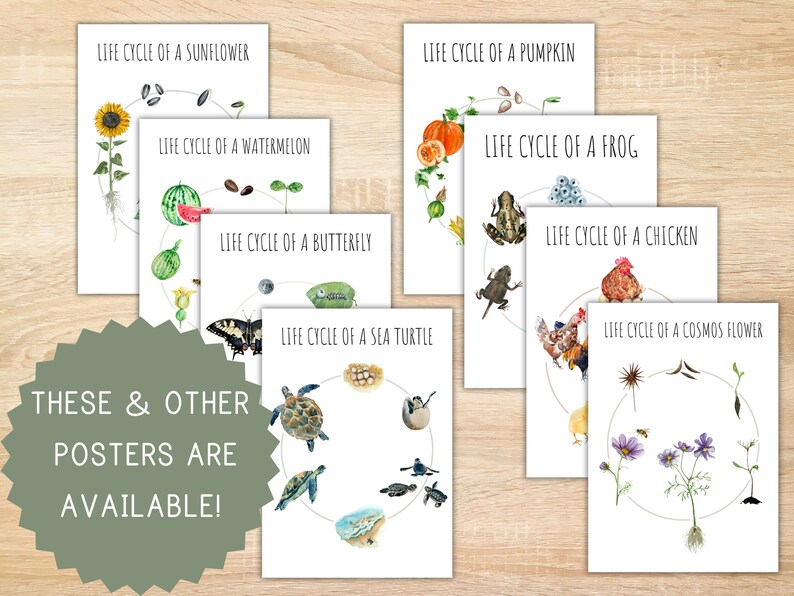 Life Cycle of a Butterfly Homeschool Printable Montessori Resource Life ...