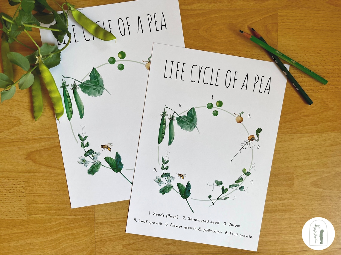 Life Cycle of a Pea Homeschool Printable Montessori Resource Life Cycle ...