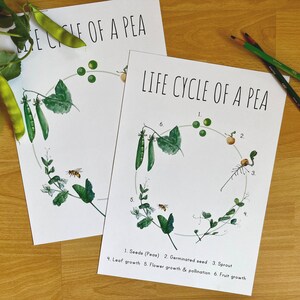 Life Cycle of a Pea Homeschool Printable Montessori Resource Life Cycle ...