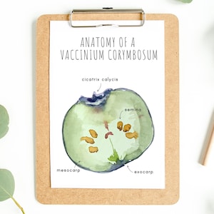 Anatomy of a Blueberry Homeschool Printable Montessori Resource Anatomy ...