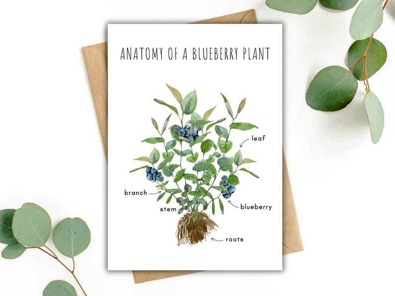 Anatomy of a Blueberry Plant Homeschool Printable Montessori Resource ...