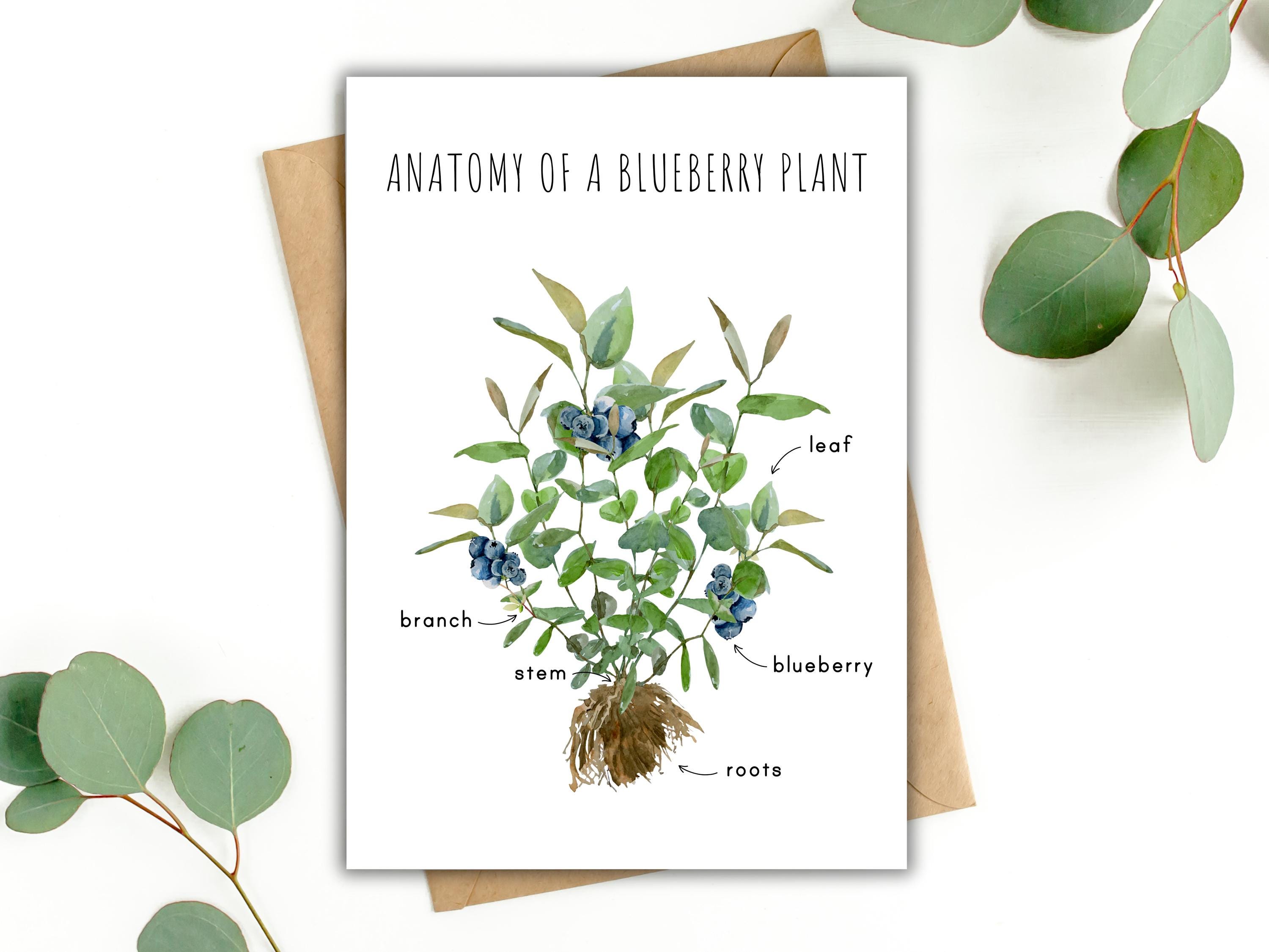 Anatomy of a Blueberry Plant Homeschool Printable Montessori Resource ...