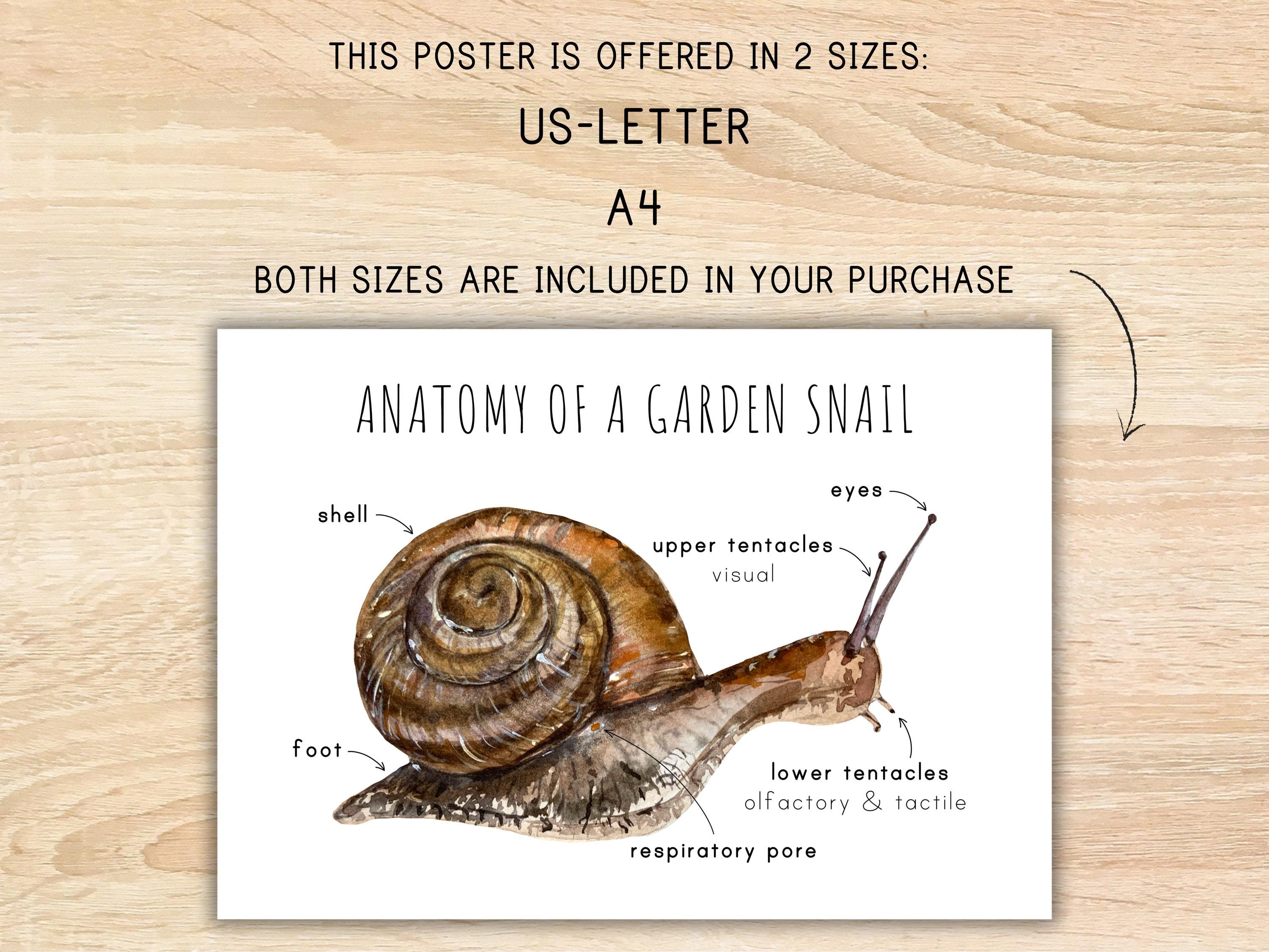 Anatomy of a Snail Homeschool Printable Snail Montessori Resource Snail ...