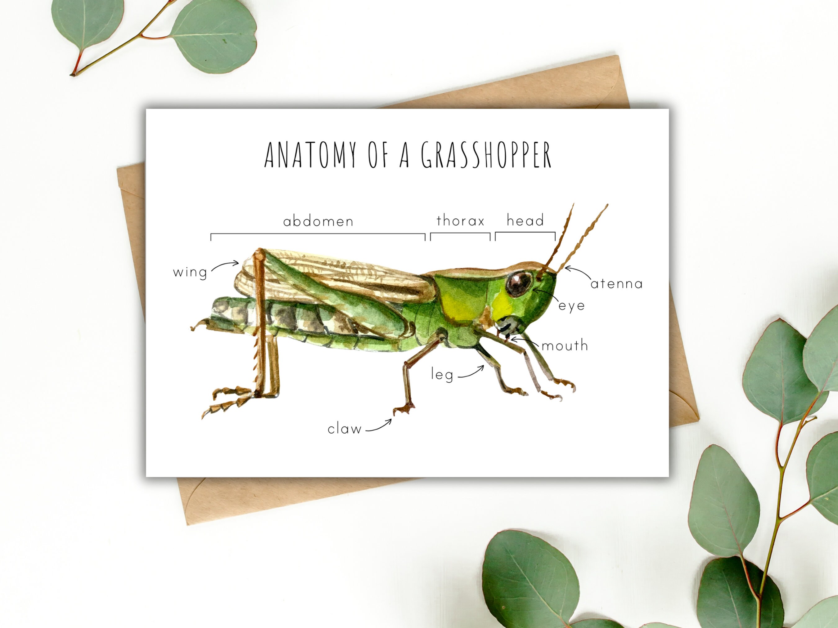 Anatomy of a Grasshopper Homeschool Printable Montessori Resource ...