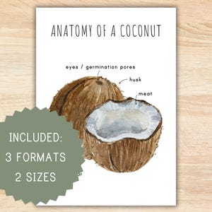 Anatomy of a Coconut Homeschool Printable Montessori Resource Anatomy ...