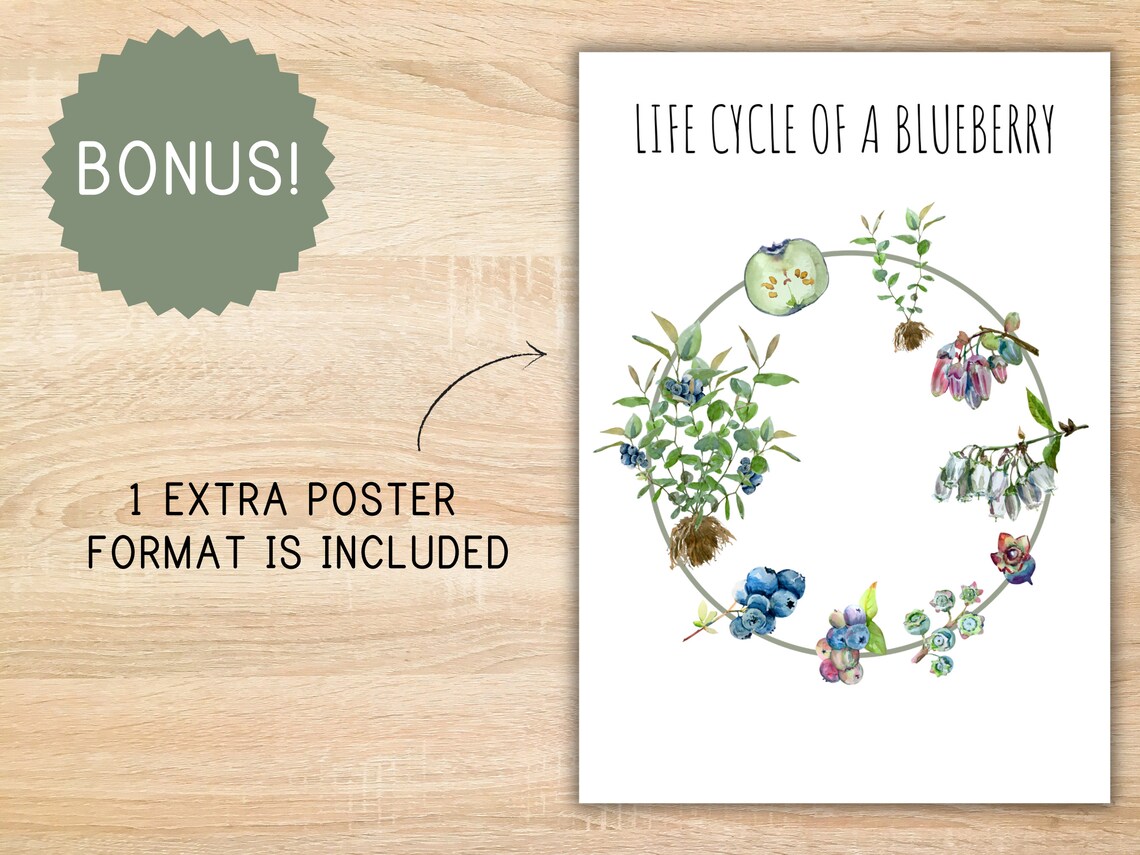 Life Cycle of a Blueberry Homeschool Printable Montessori Resource Life ...