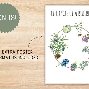 Life Cycle of a Blueberry Homeschool Printable Montessori Resource Life ...