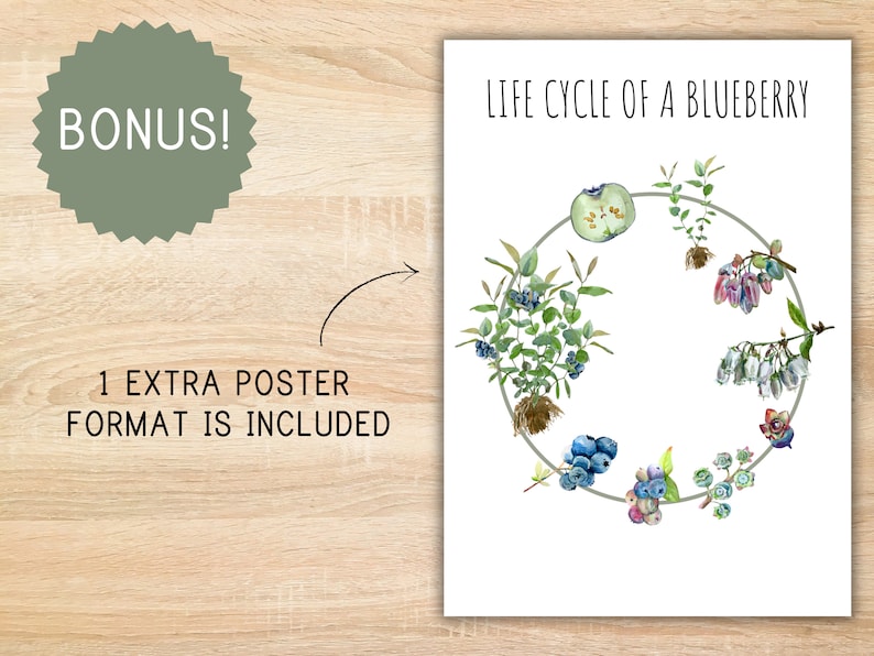 Life Cycle of a Blueberry Homeschool Printable Montessori Resource Life ...