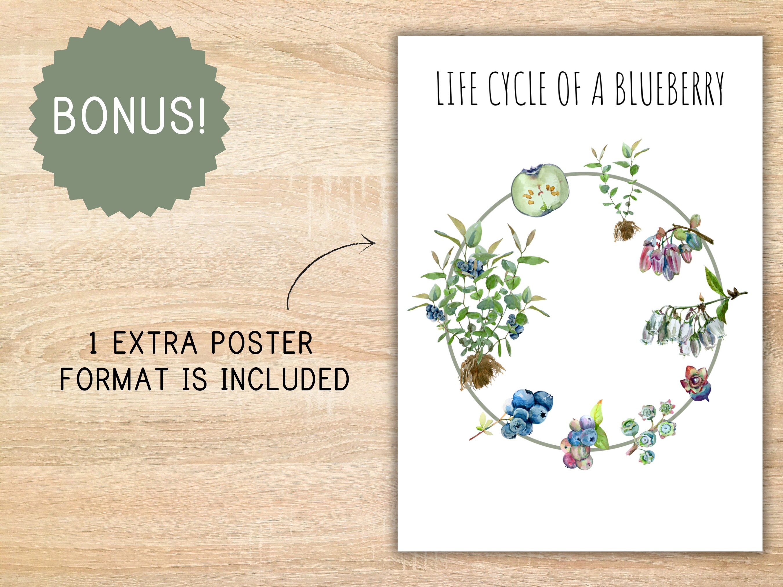 Life Cycle of a Blueberry Homeschool Printable Montessori Resource Life ...