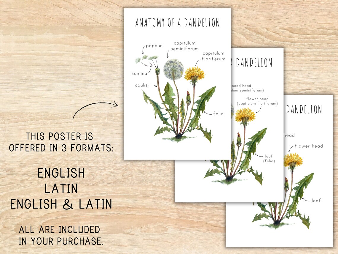 Anatomy of a Dandelion Homeschool Printable Montessori Resource Anatomy ...