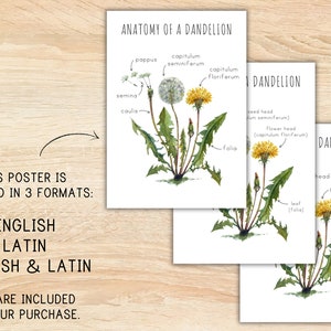 Anatomy of a Dandelion Homeschool Printable Montessori Resource Anatomy ...