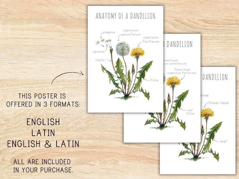 Anatomy of a Dandelion Homeschool Printable Montessori Resource Anatomy ...