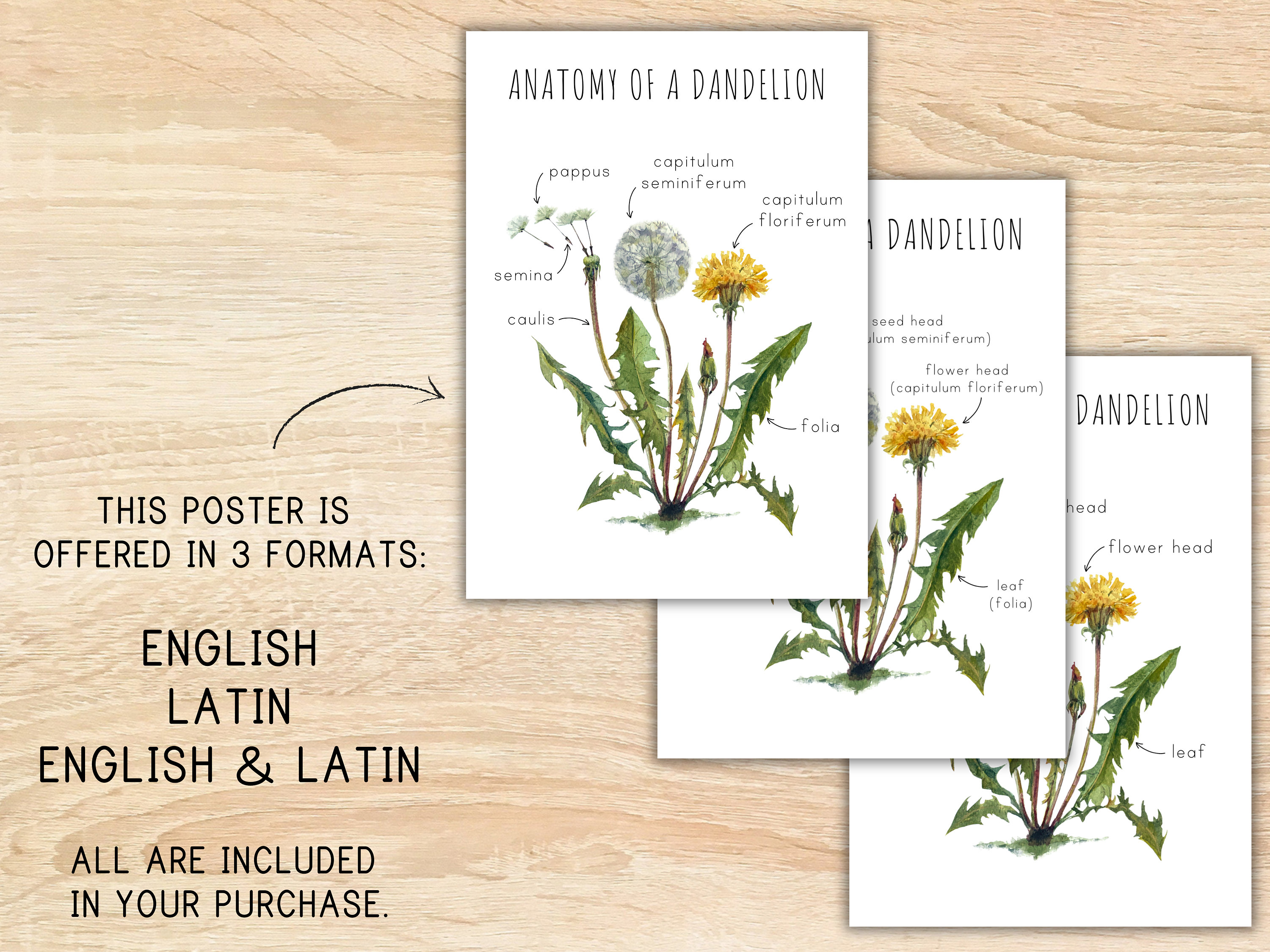 Anatomy of a Dandelion Homeschool Printable Montessori Resource Anatomy ...