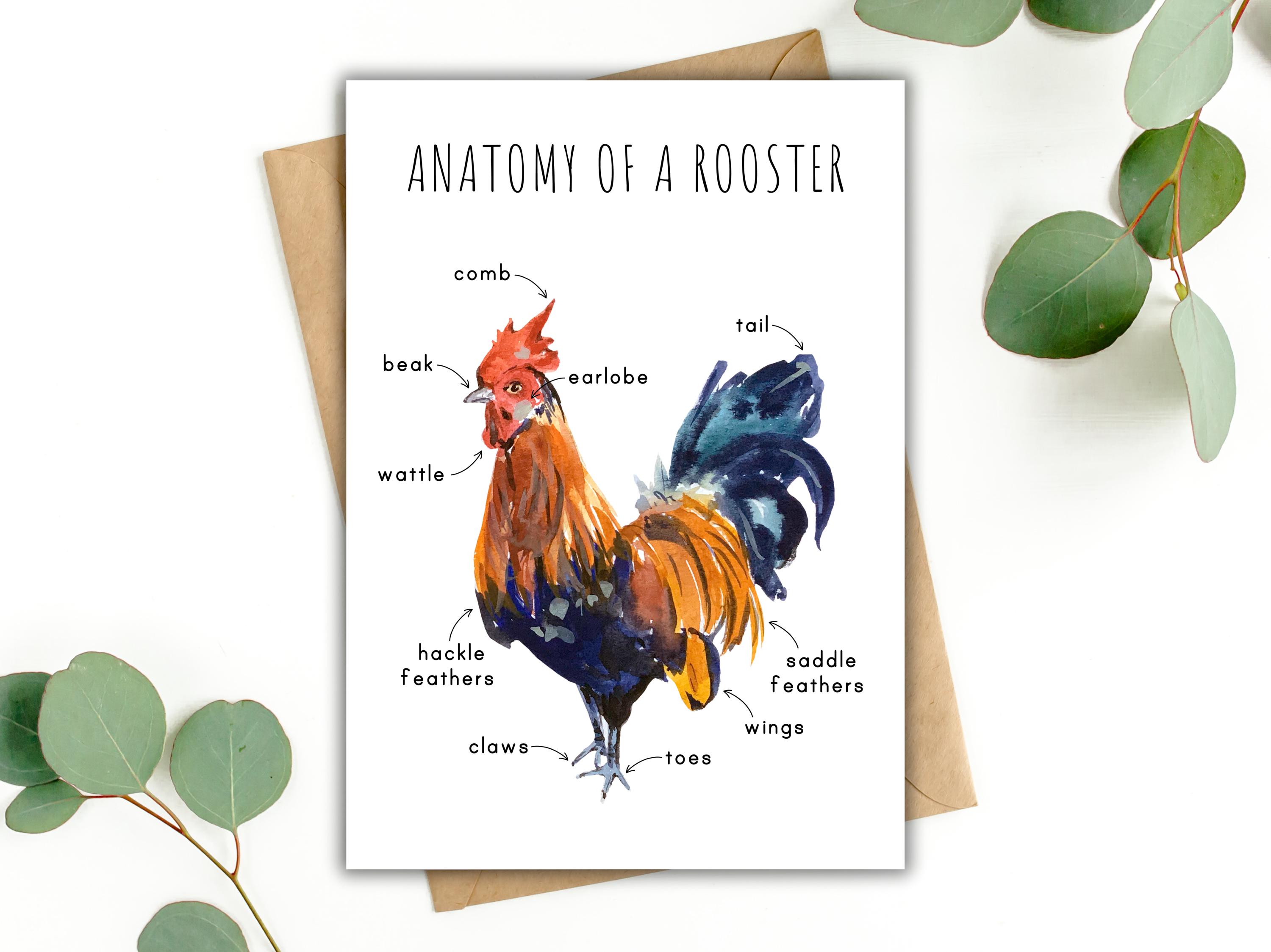 Anatomy of a Rooster Homeschool Printable Montessori Resource Anatomy ...