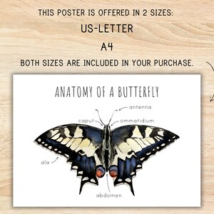 Anatomy of a Butterfly Homeschool Printable Montessori Resource Anatomy ...