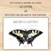 Anatomy of a Butterfly Homeschool Printable Montessori Resource Anatomy ...