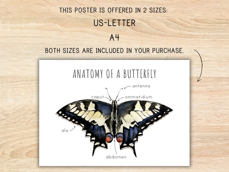 Anatomy of a Butterfly Homeschool Printable Montessori Resource Anatomy ...