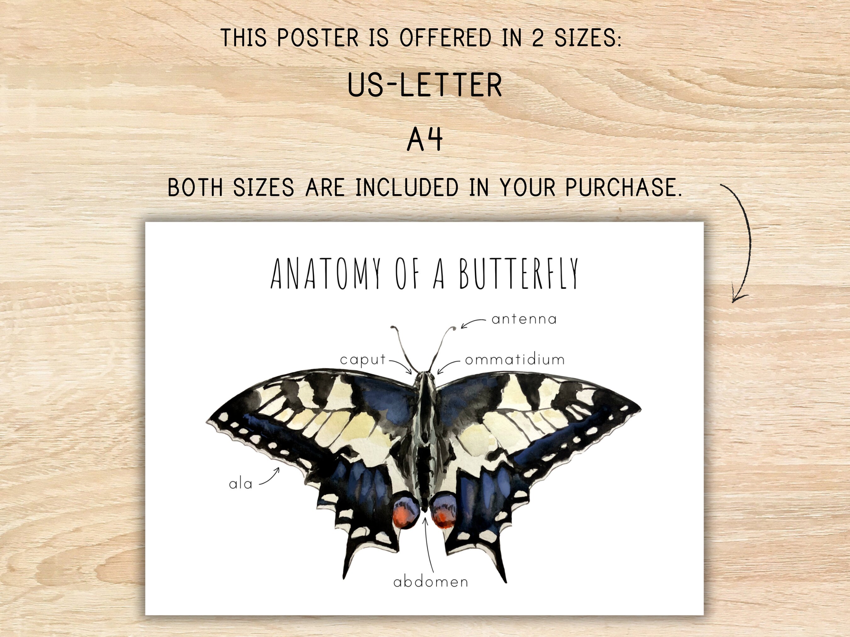 Anatomy of a Butterfly Homeschool Printable Montessori Resource Anatomy ...