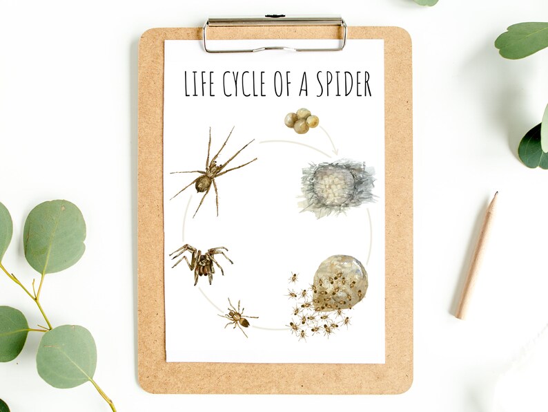 Life Cycle of a Spider Homeschool Printable Montessori Resource Life ...
