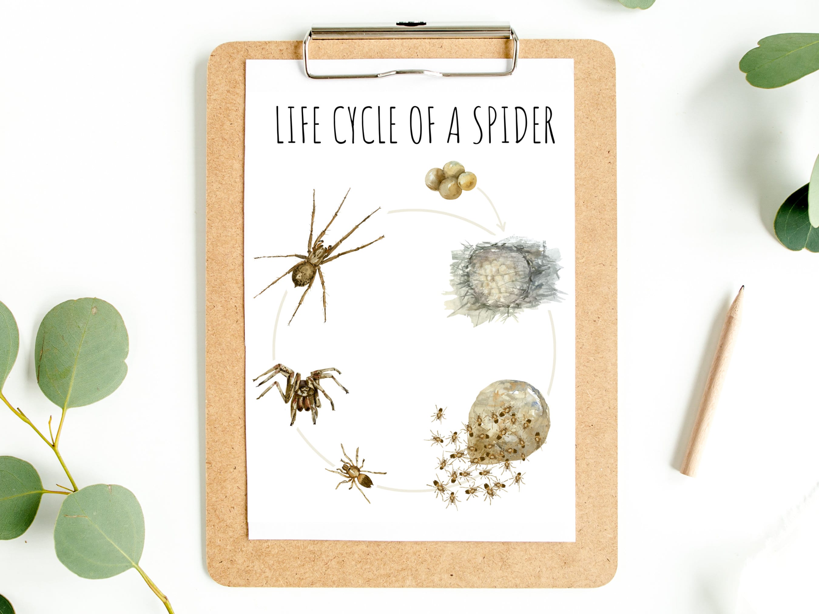 Life Cycle of a Spider Homeschool Printable Montessori Resource Life ...